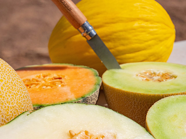 Melons for every season