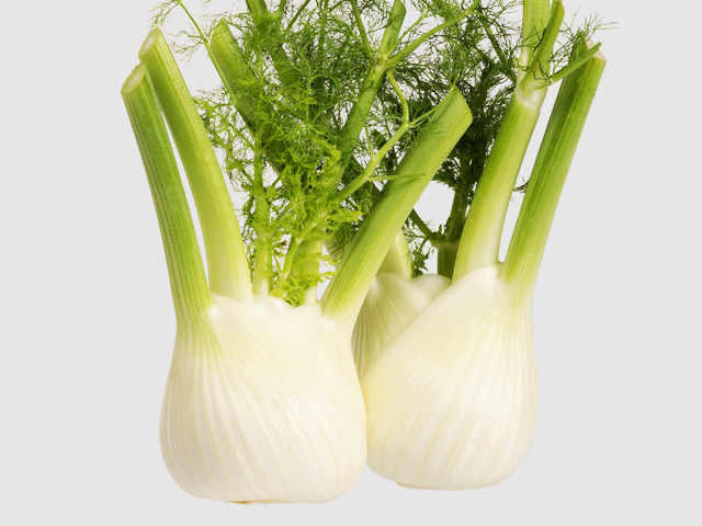 Fennel Varieties | Enza Zaden