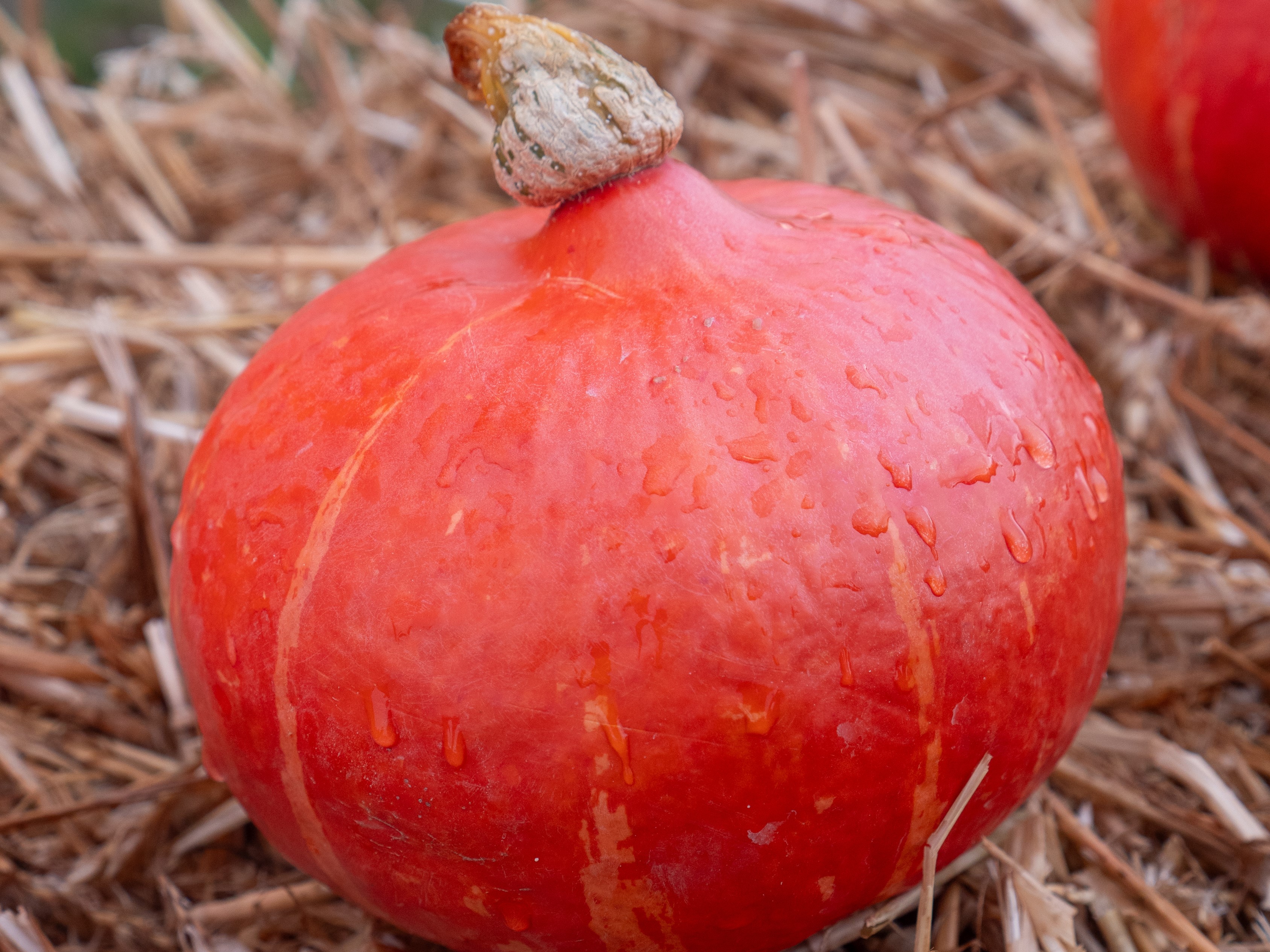 Innovation in every pumpkin