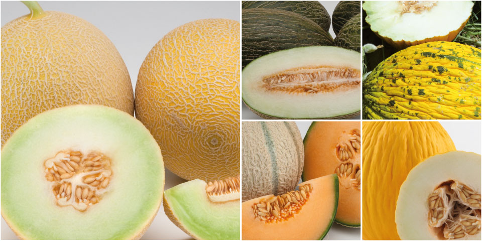 Melon varieties | Enza Zaden