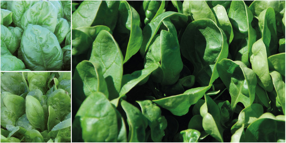 Spinach varieties | Enza Zaden