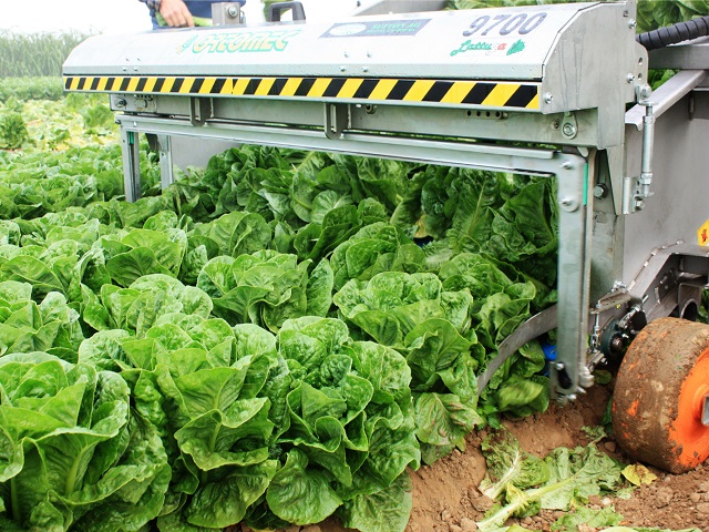 Mechanical harvesting of lettuce gains popularity | Enza Zaden