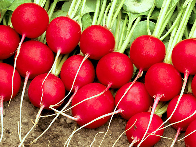 Your best radish start with us | Enza Zaden