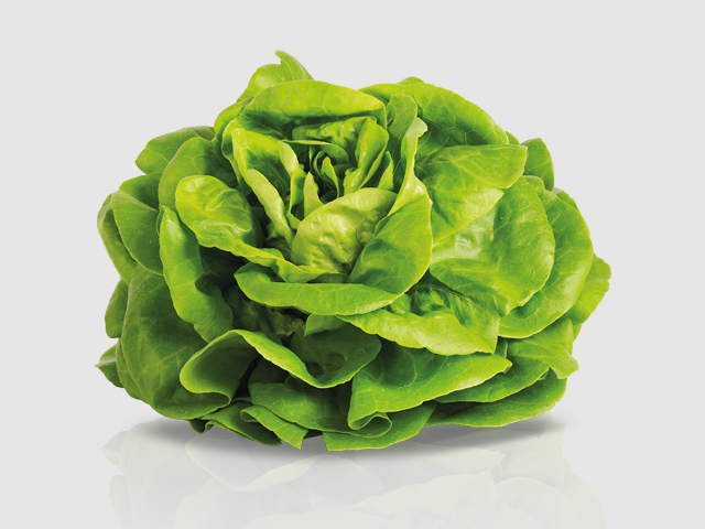 Lechuga