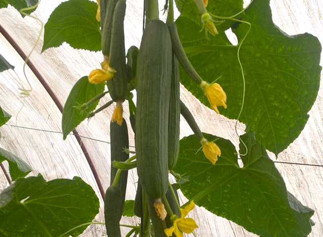 Beith Alpha Type Dalal F1