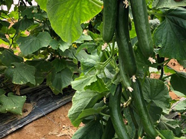 Beith Alpha Type Dalal F1