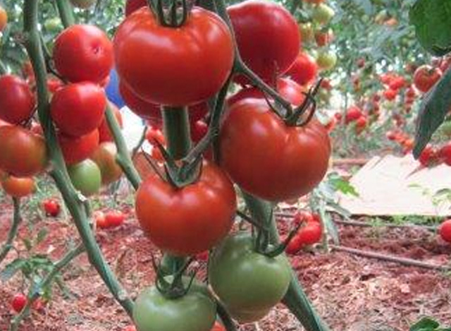 Beef tomato Lojain F1