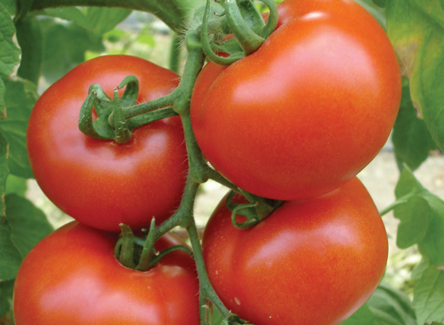 Small beef tomato Celestino