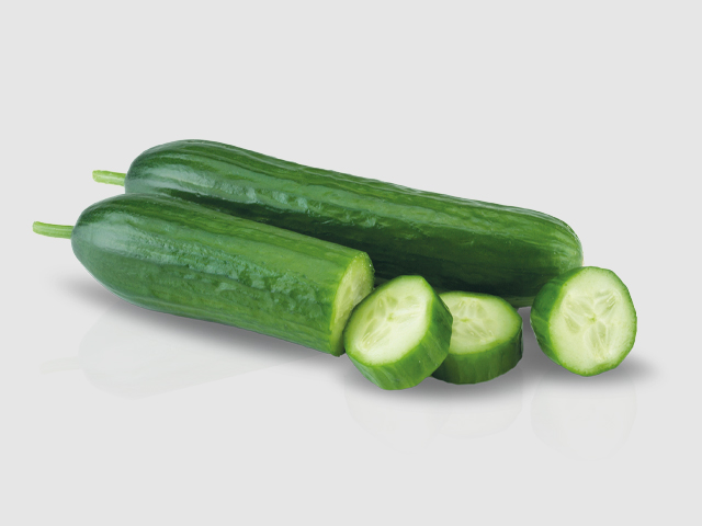 Pepino tipo persa Katrina