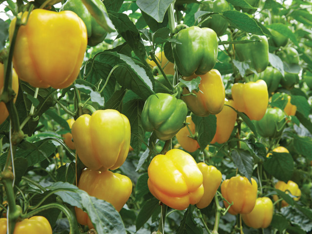 Yellow blocky pepper Levente