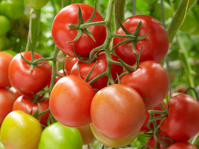 Enza Zaden - Tomatenrassen