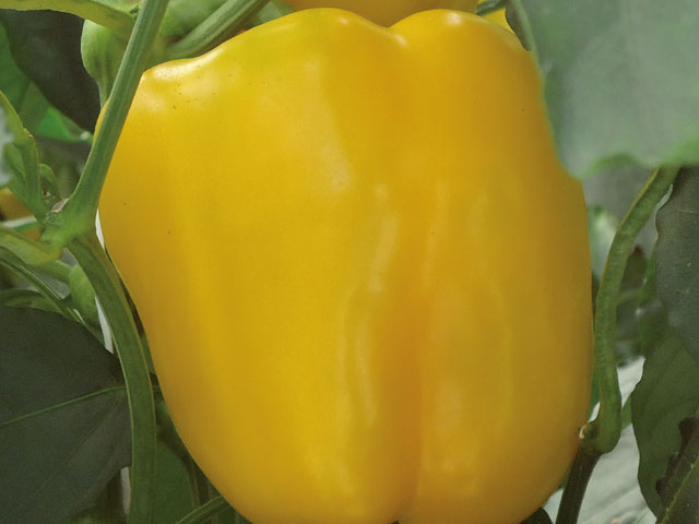 Толстый Барон Перец Фото – Telegraph