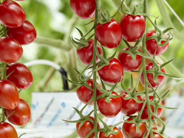 Санстрим Кейс F1 |Sunstream Keys