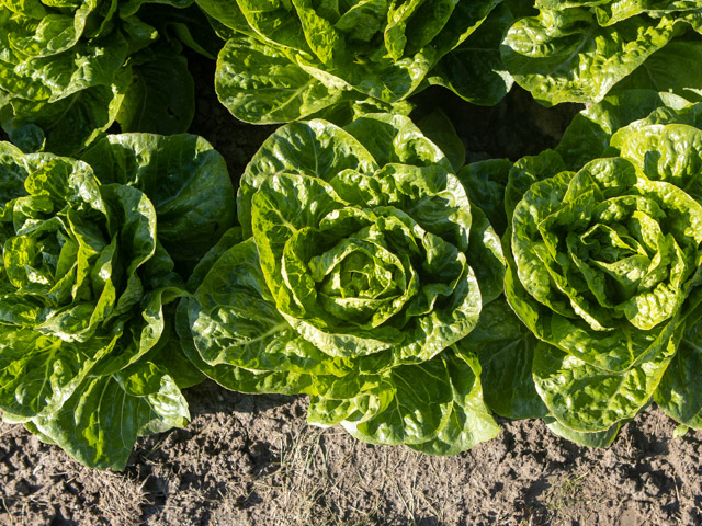 Mini romaine lettuce Xanadu