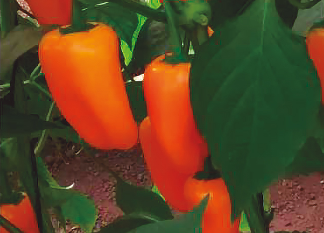 Red mini conical pepper E20S0150