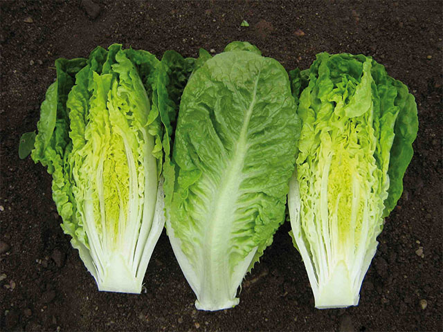 Mini romaine lettuce Xanadu