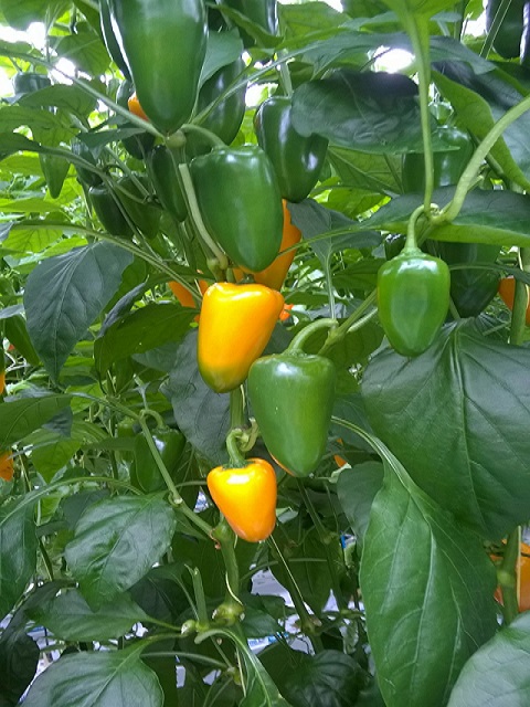 Red mini conical pepper E20S0150