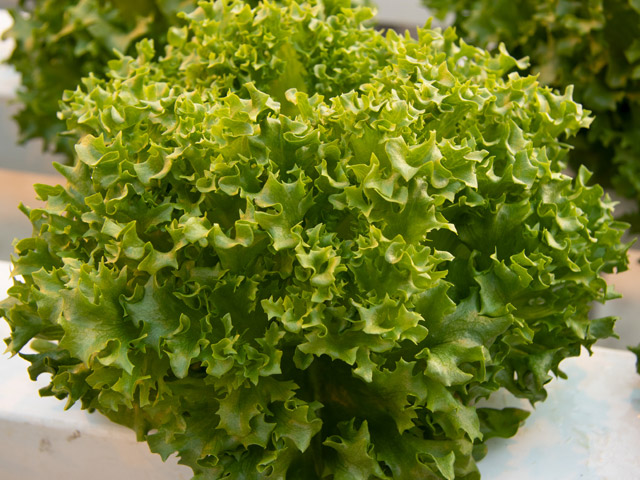 Crispy lettuce Crispyano