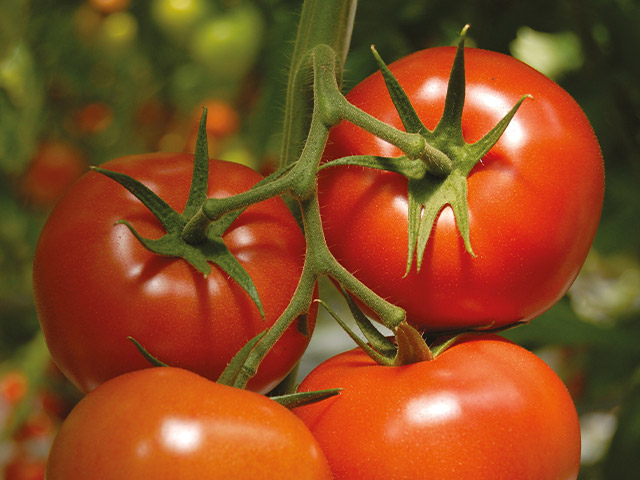 Tomato Growers and Breeders Work Together to Develop High-Quality Varieties